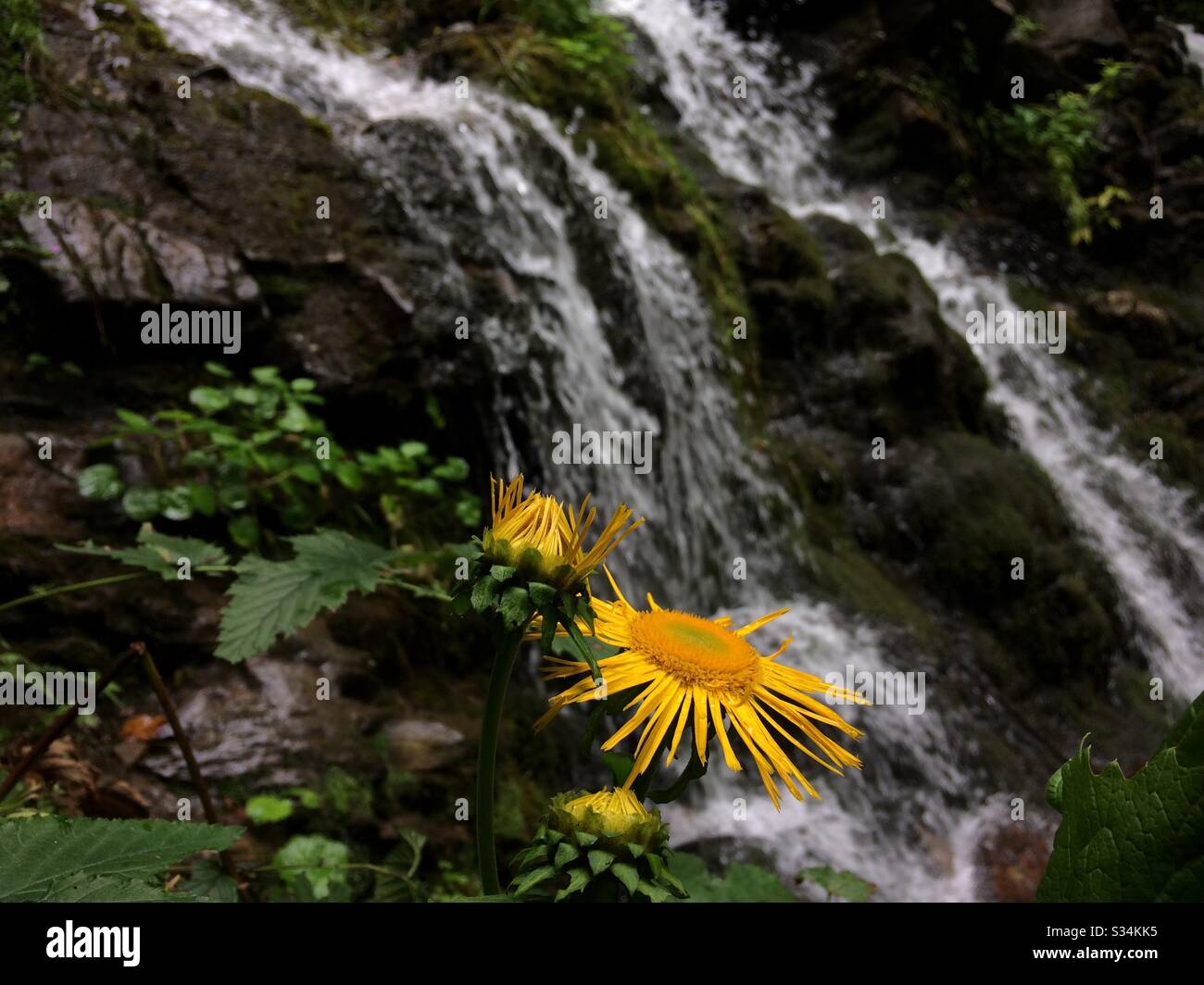 Flower and waterfall Stock Photo - Alamy