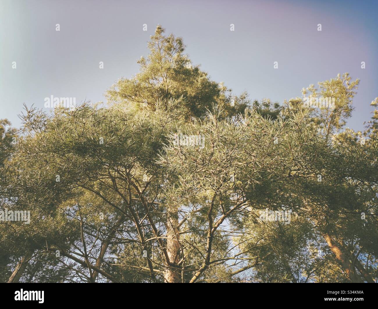 Tall pine trees in rural dense forest. Natural treescape scene in ...
