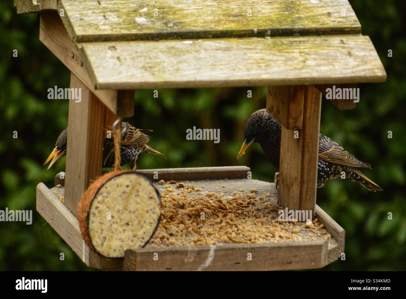 starlings feeding of bird table captured in Wakefield West Yorkshire ...