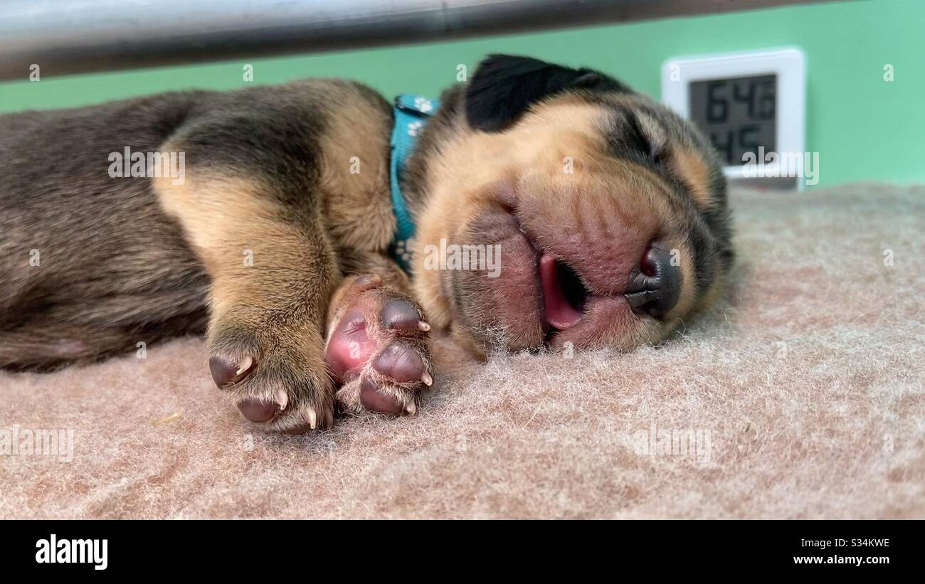 Newborn Bloodhound Puppies