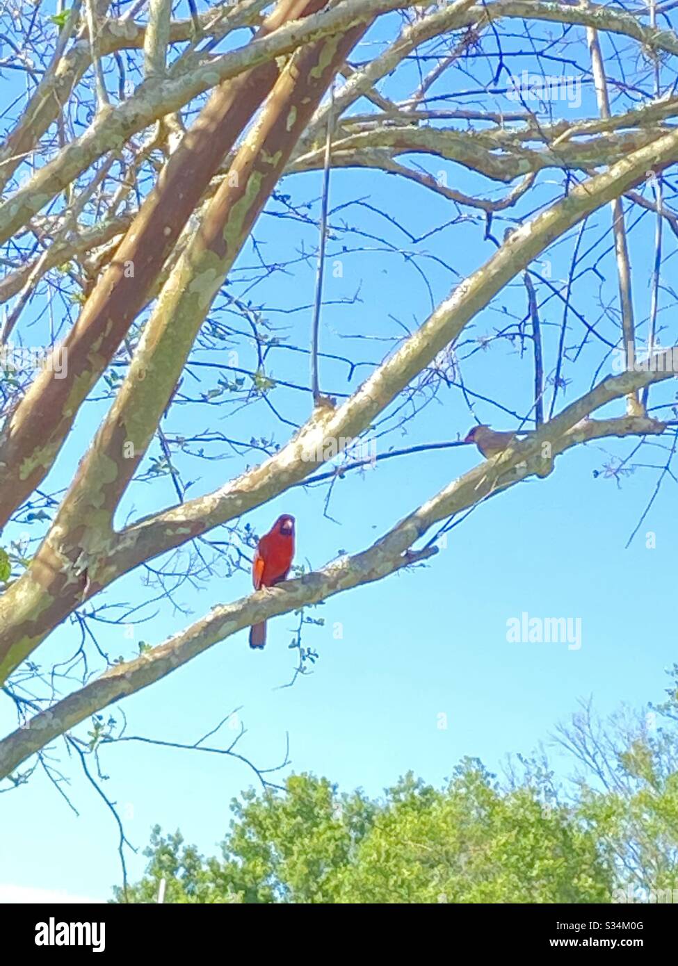Two cardinals hi-res stock photography and images - Alamy