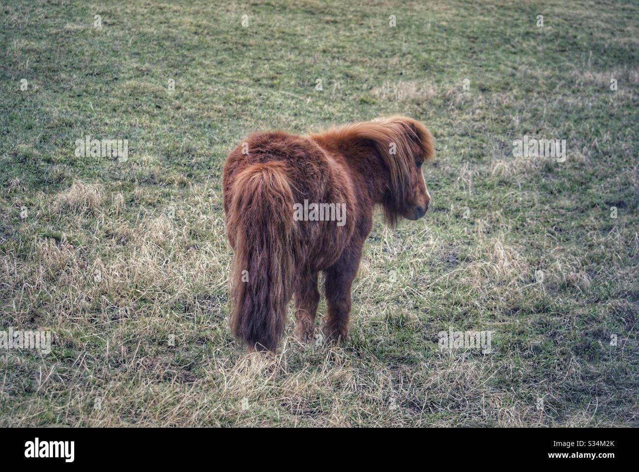 Pony picture hi-res stock photography and images - Alamy