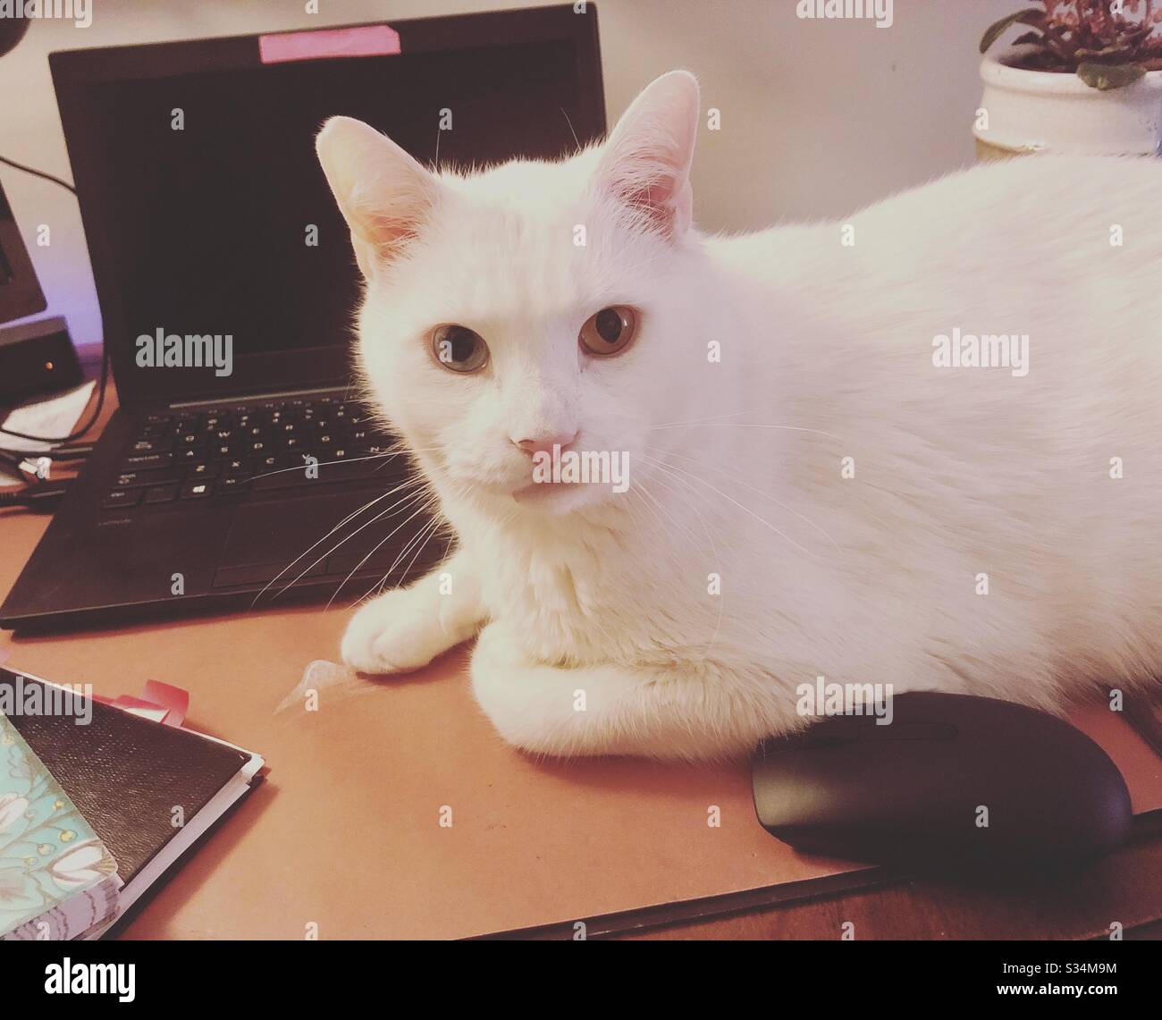 Cat computer mouse hi-res stock photography and images - Alamy