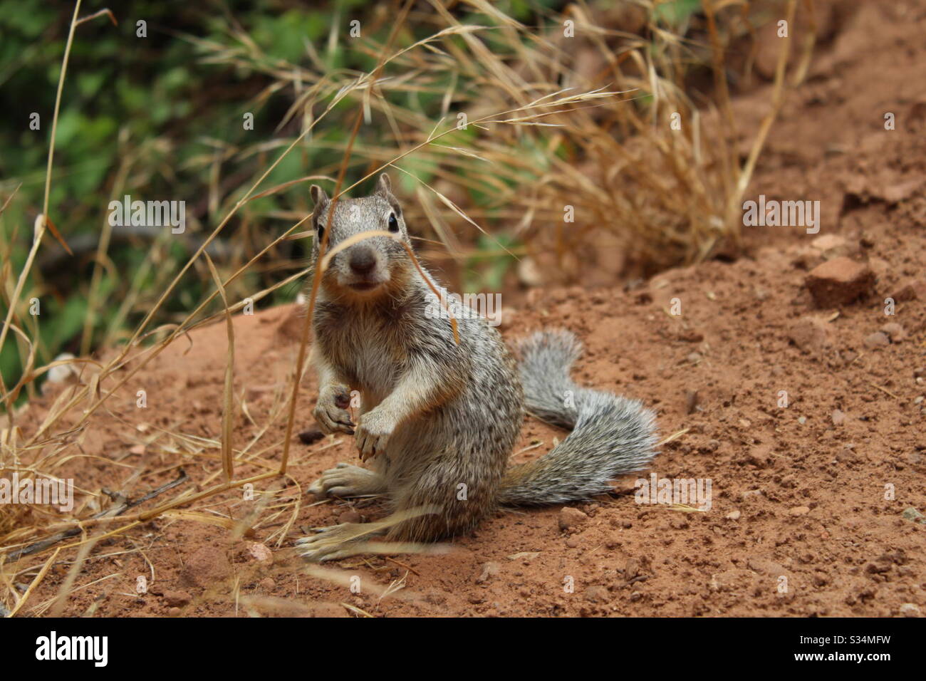 Fuzzy squirrel hi-res stock photography and images - Alamy