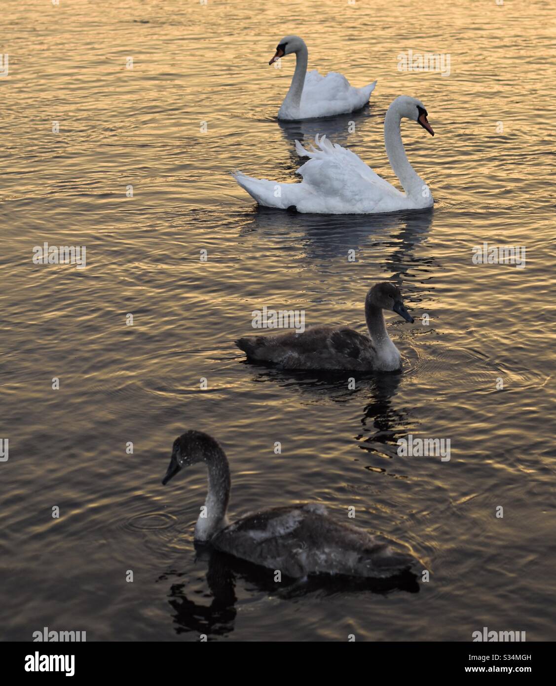 Family colors hi-res stock photography and images - Alamy