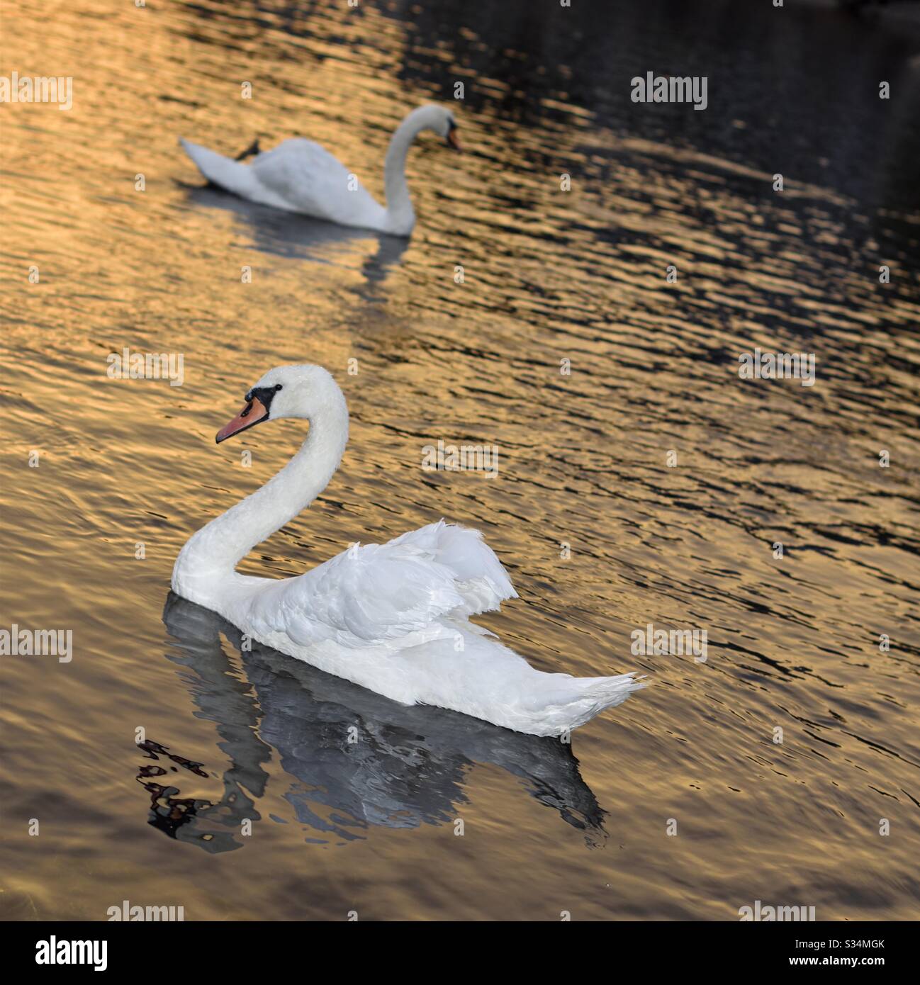 Swan colors hi-res stock photography and images - Alamy