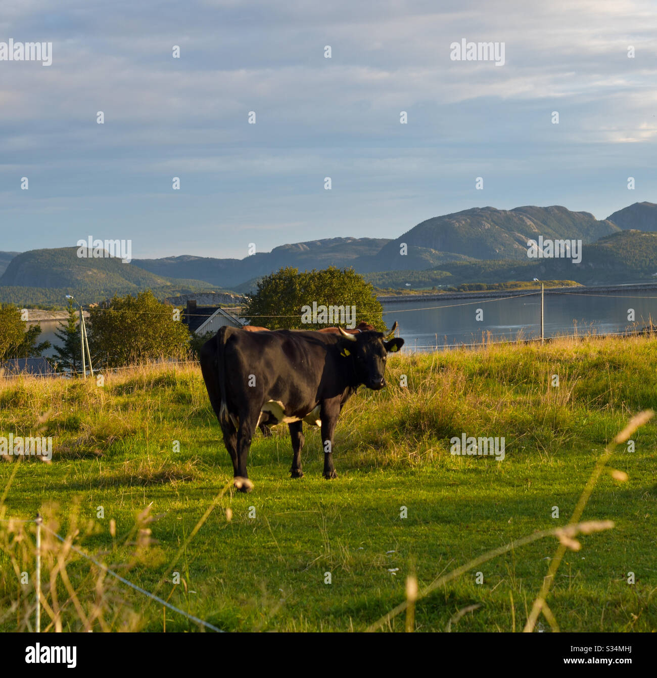 Norwegian cow hi-res stock photography and images - Alamy