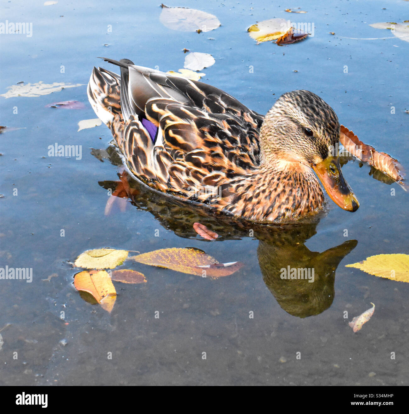 Mirrored duck hi-res stock photography and images - Alamy