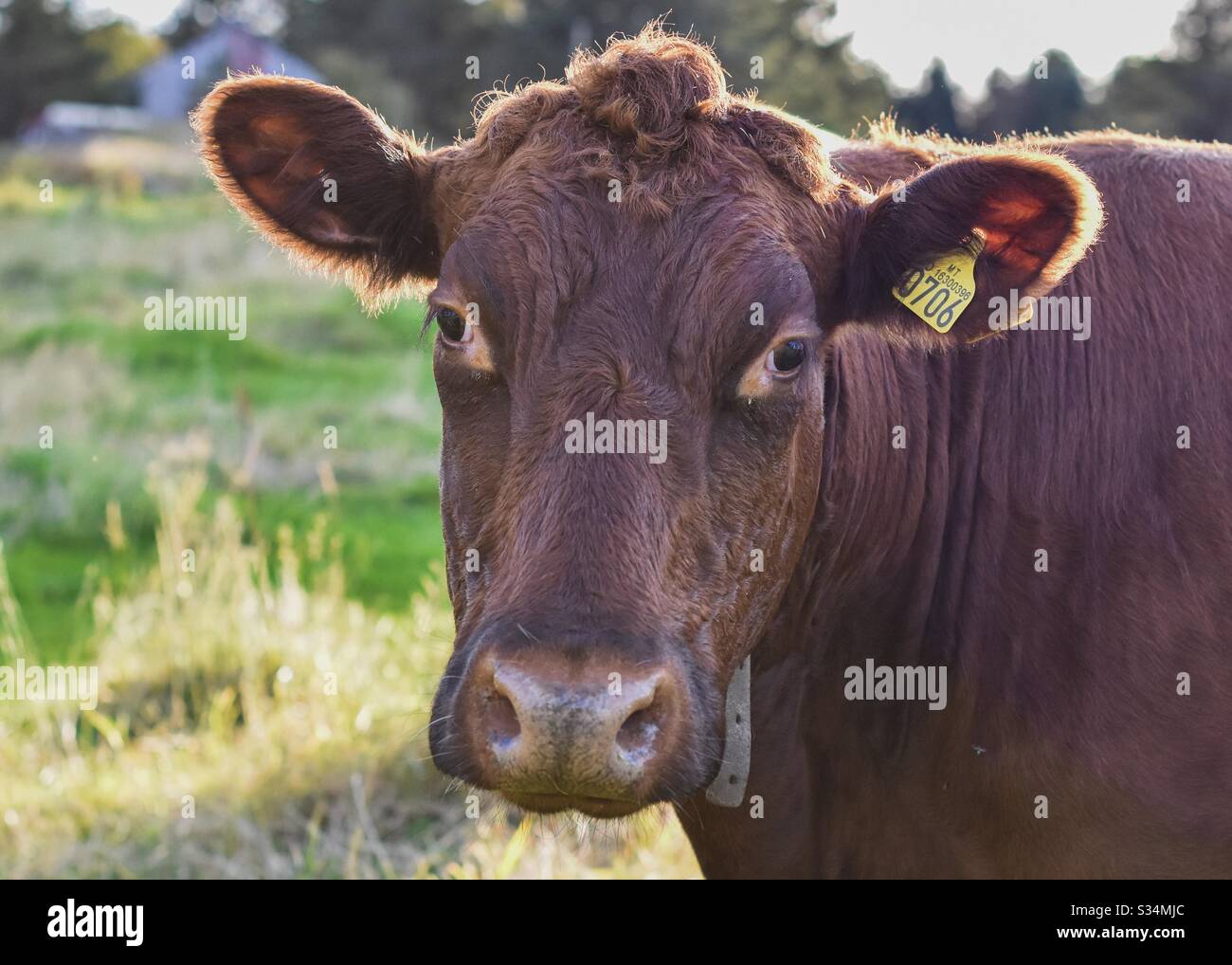 Norwegian cow hi-res stock photography and images - Alamy