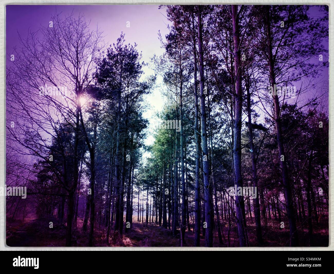 Tall pine trees in rural dense forest. Natural treescape scene in ...