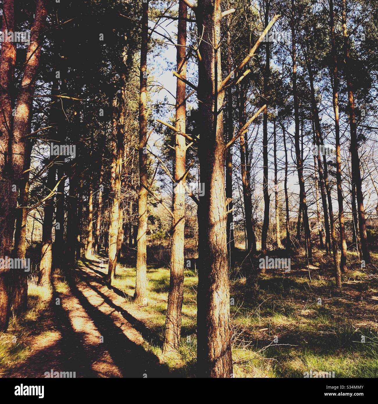 Tall pine trees in rural dense forest. Natural treescape in woodland ...