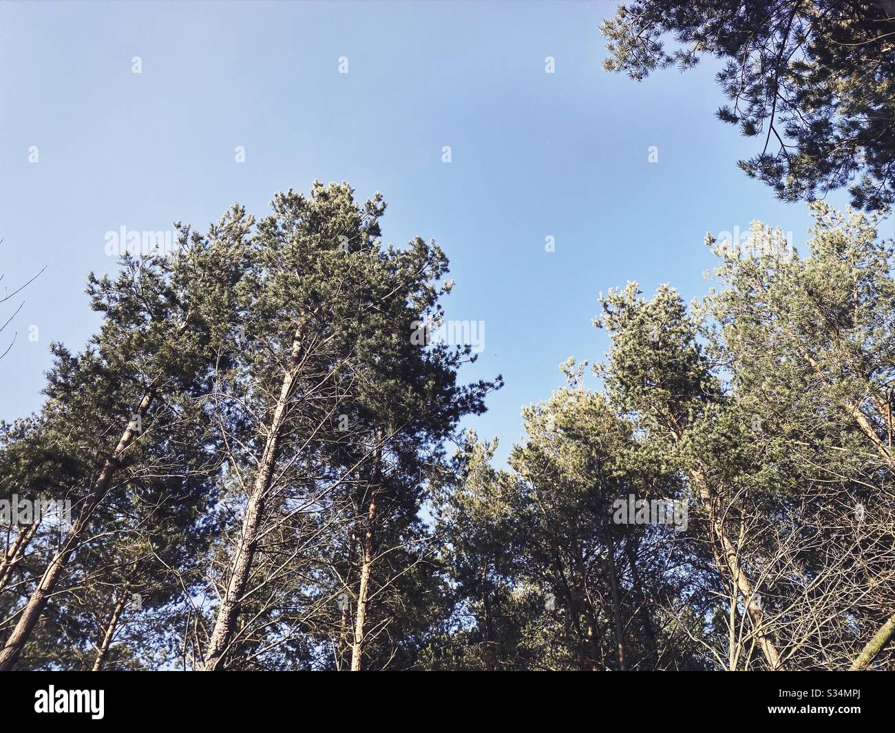 Tall pine trees in rural dense forest. Natural treescape in woodland ...