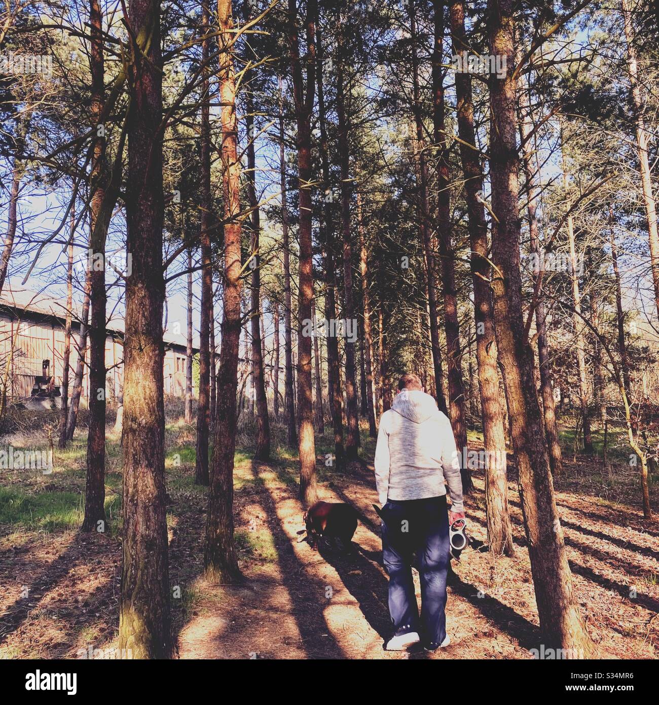 Tall pine trees in rural dense forest. Natural treescape scene in ...