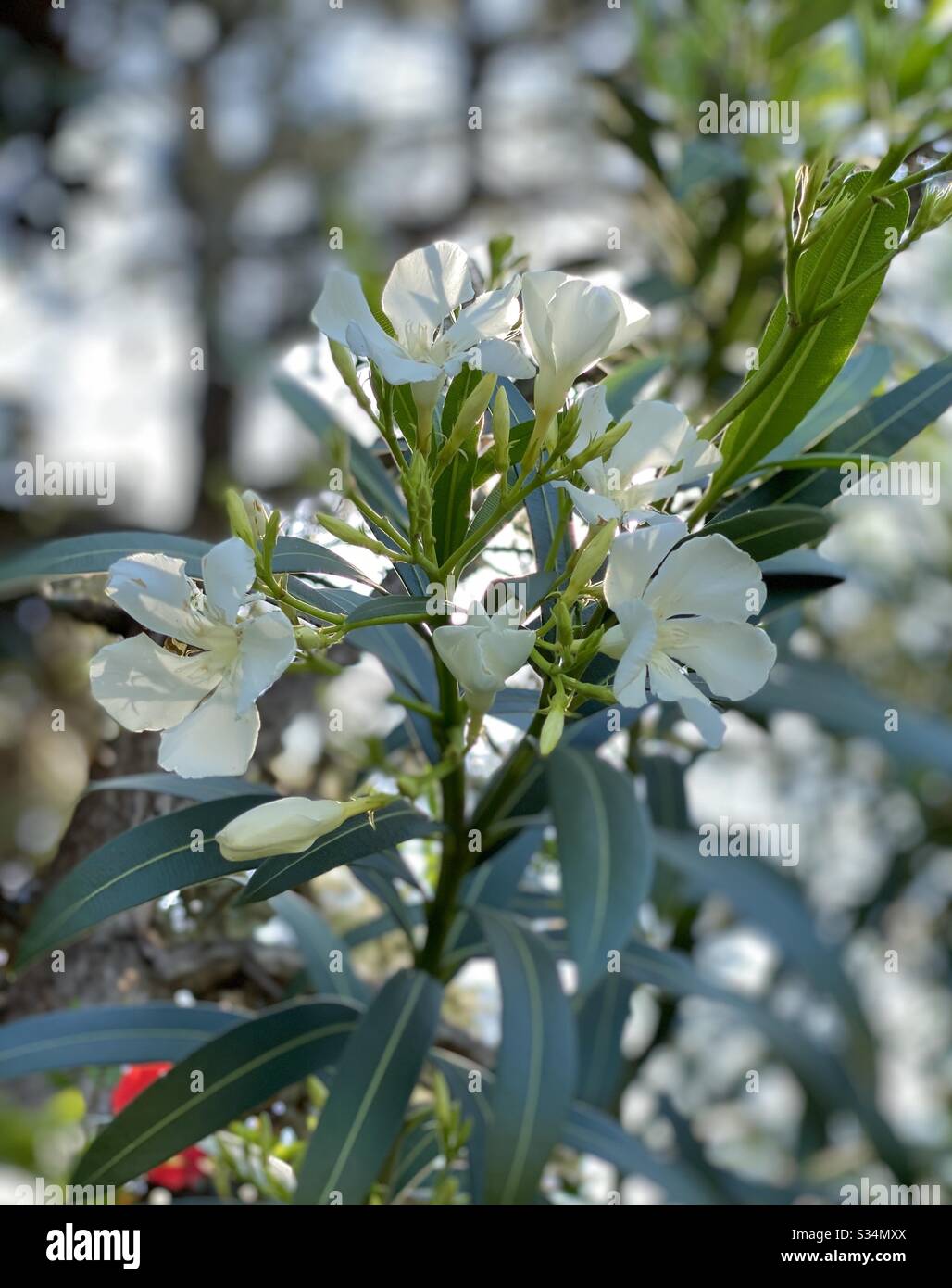 Oleander shrubs hi-res stock photography and images - Alamy
