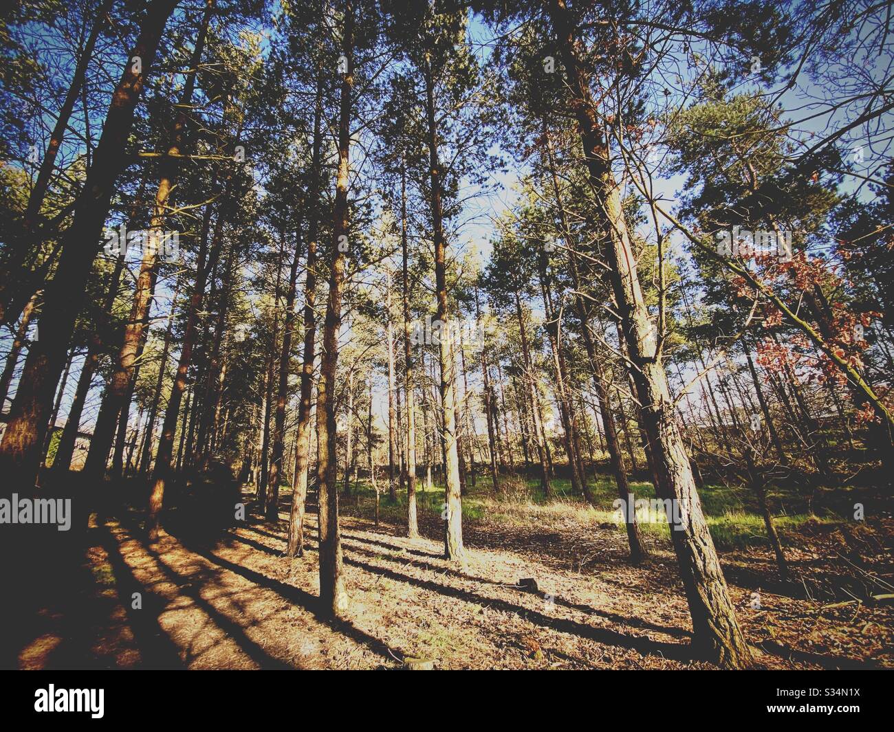 Tall pine trees in rural dense forest. Natural treescape scene in ...