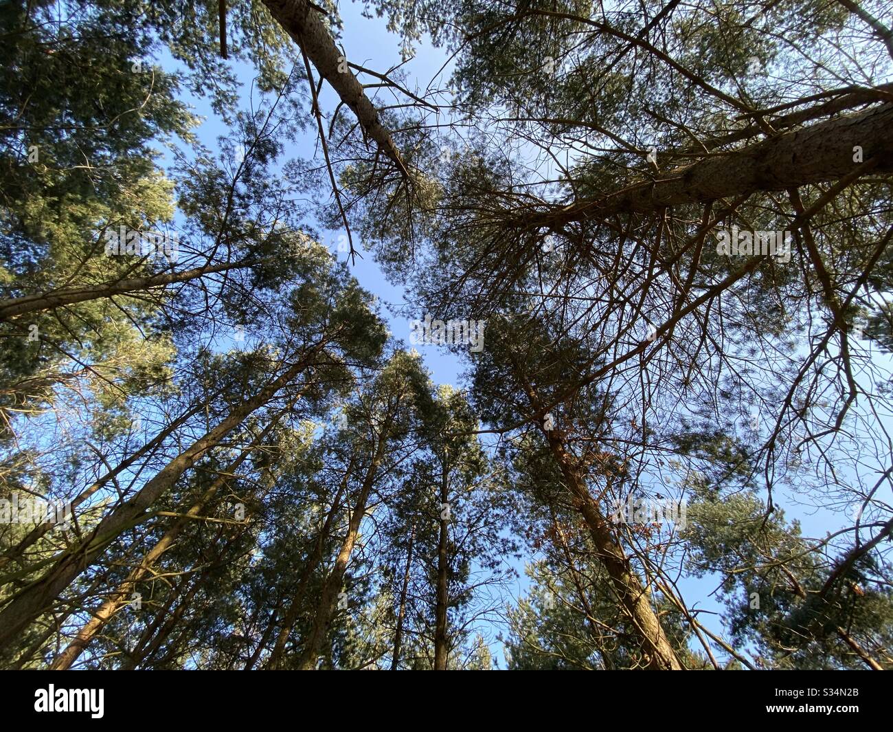 Tall pine trees in rural dense forest. Natural treescape in woodland ...