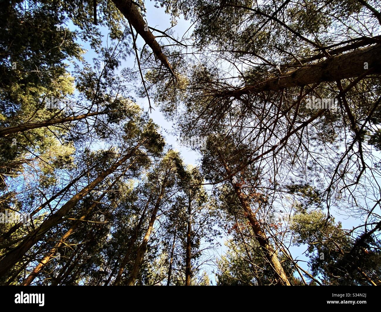 Tall pine trees in rural dense forest. Natural treescape in woodland ...