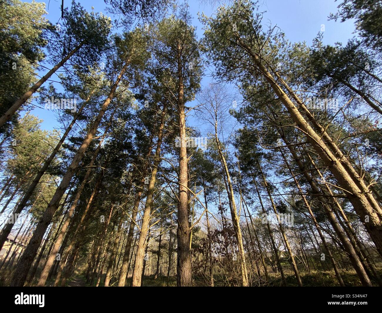Tall pine trees in rural dense forest. Natural treescape scene in ...