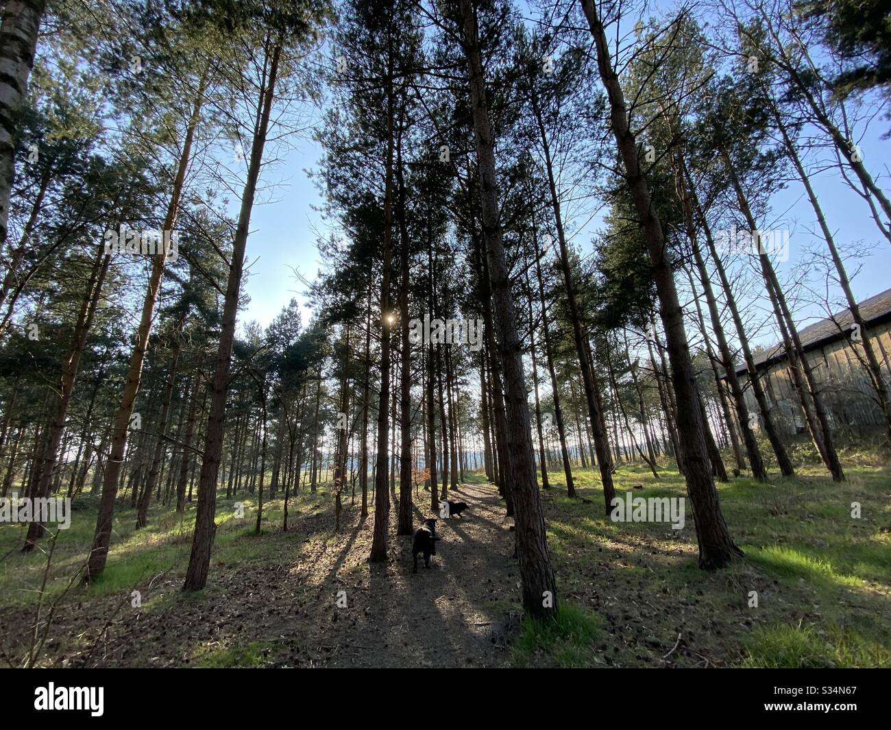 Tall pine trees in rural dense forest. Natural treescape scene in ...