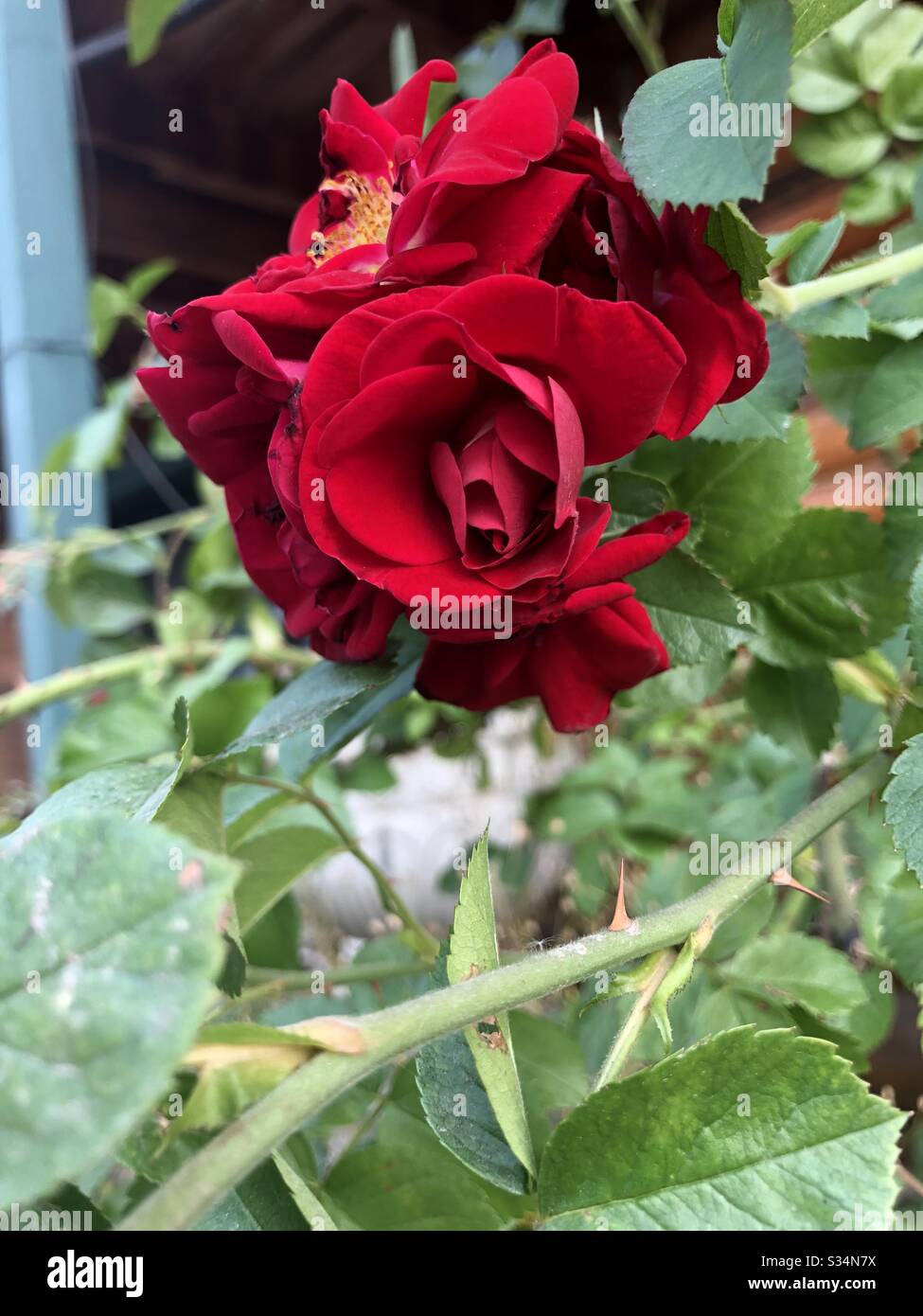 Red rose with thorns hi-res stock photography and images - Alamy