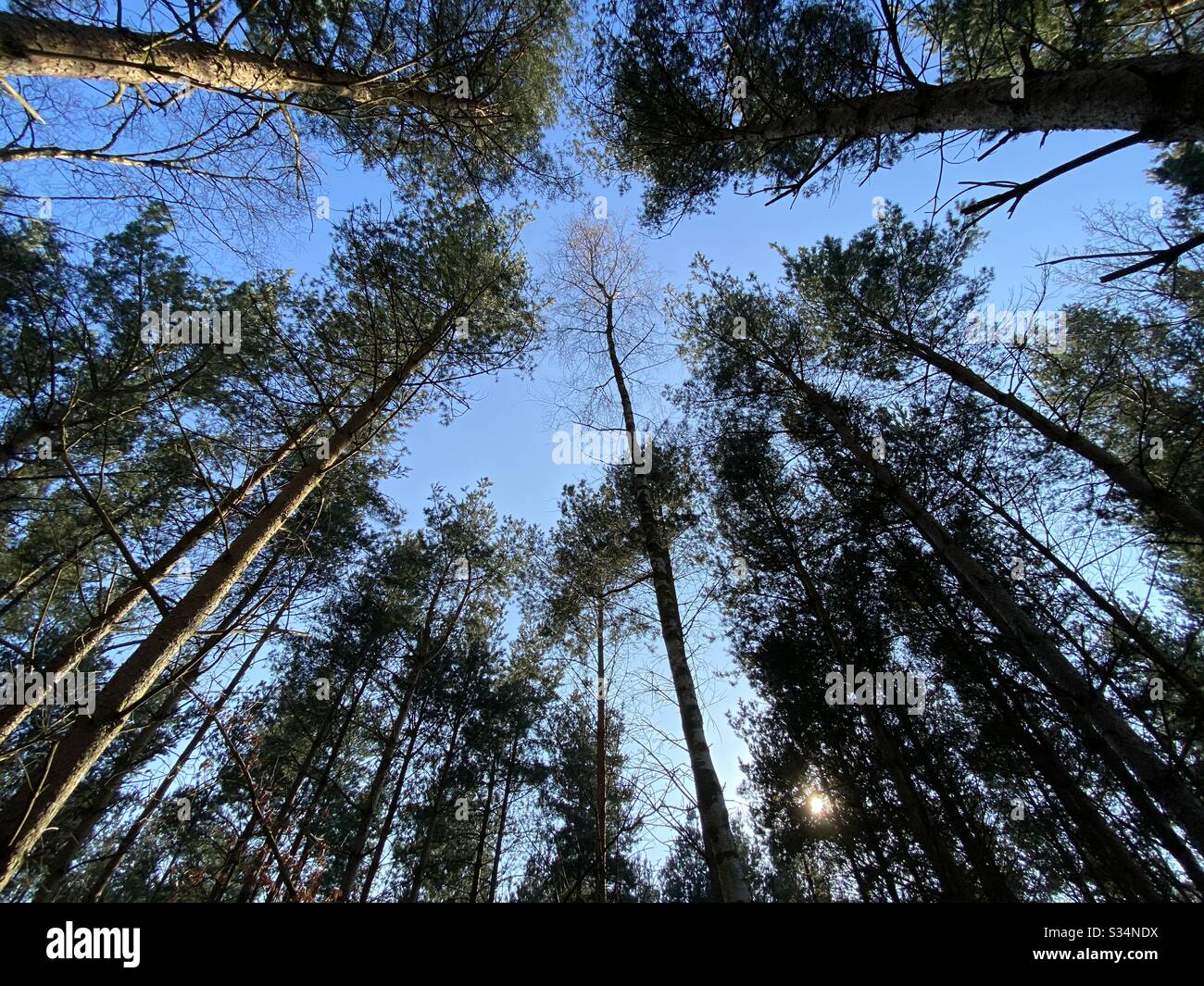 Tall pine trees in rural dense forest. Natural treescape in woodland ...