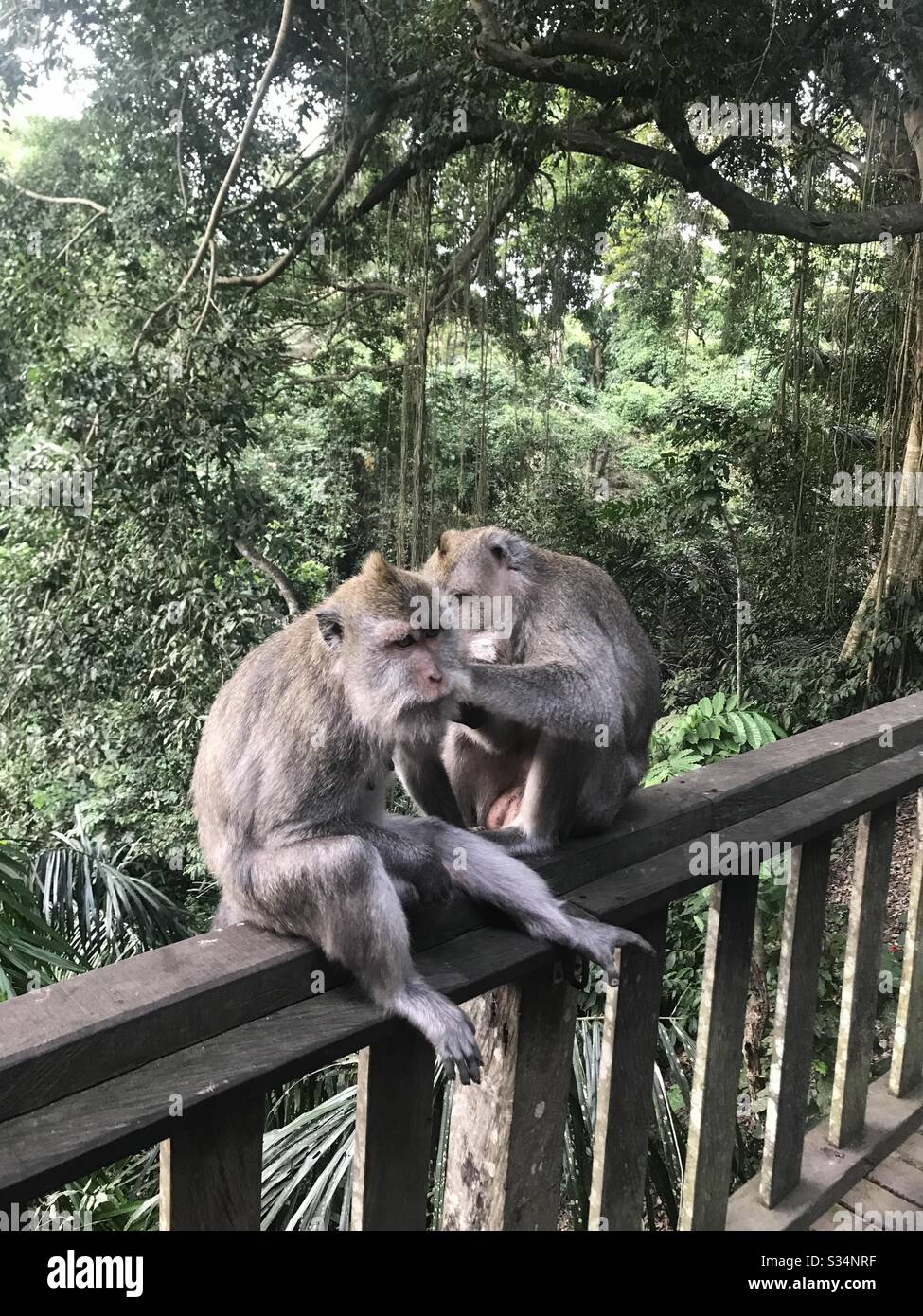 Monkeys in Ubud Stock Photo - Alamy