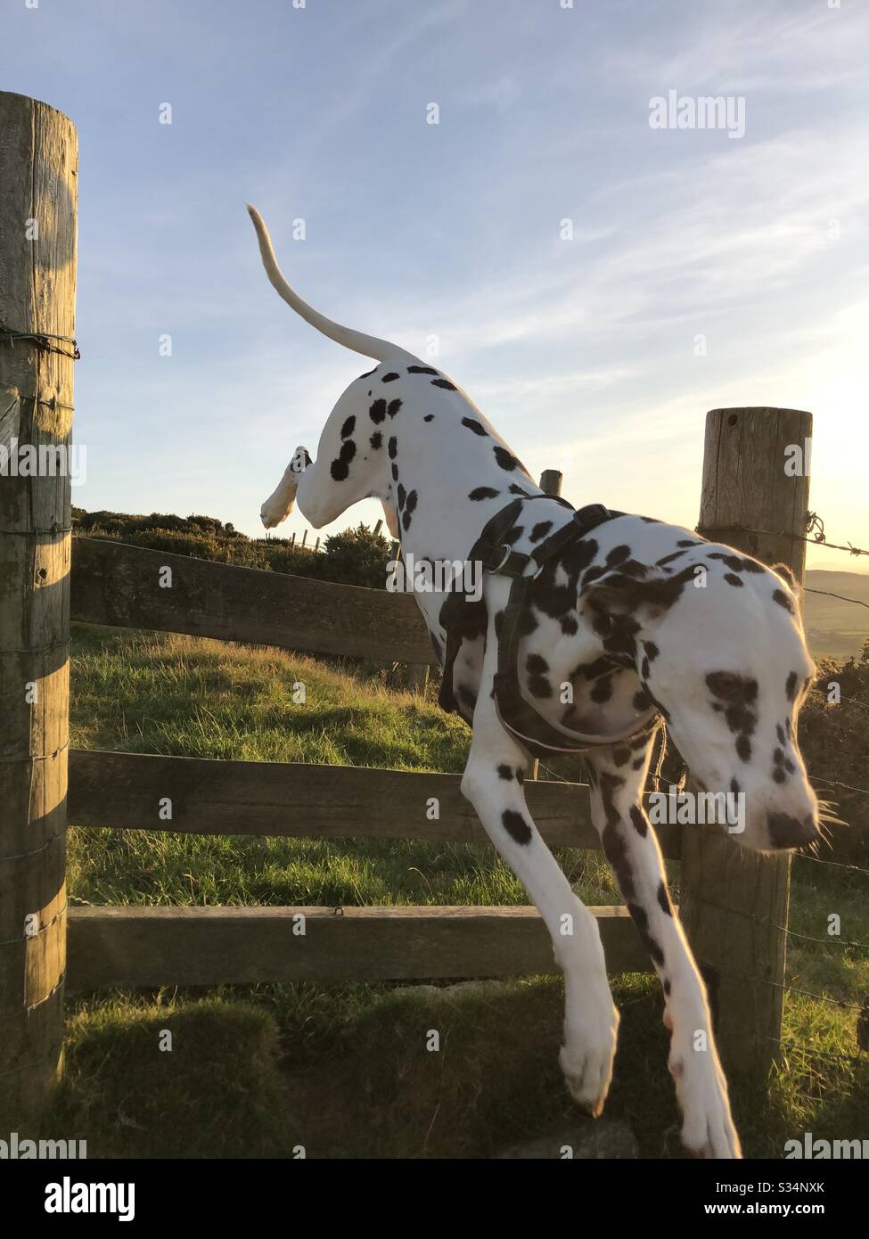 Dog jumping sunset hi-res stock photography and images - Alamy
