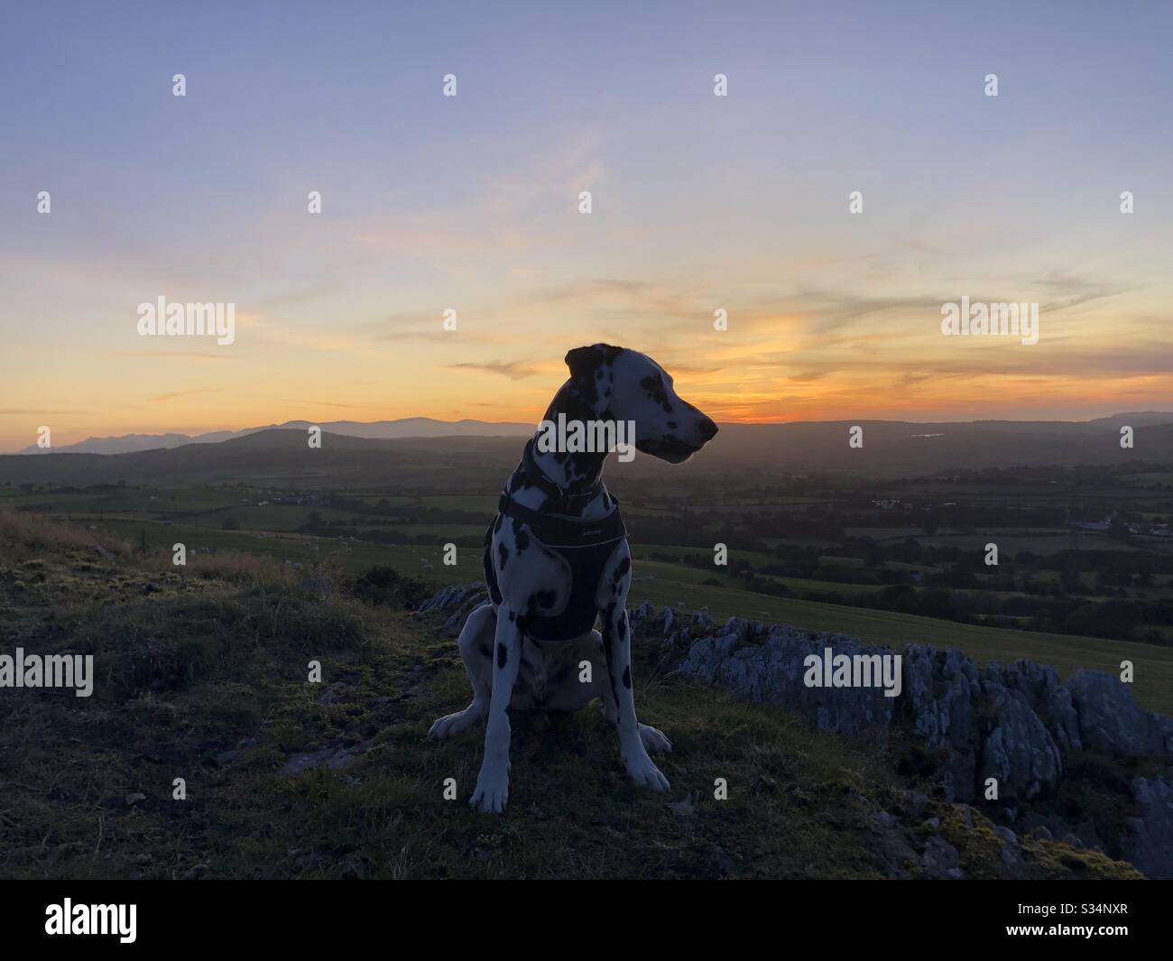 Dog with scenery hi-res stock photography and images - Alamy