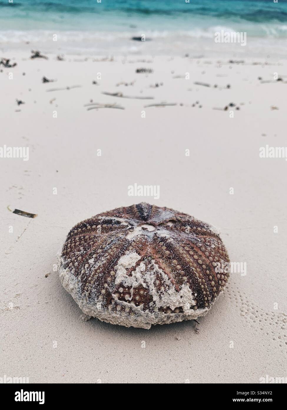 Sea creature hi-res stock photography and images - Alamy