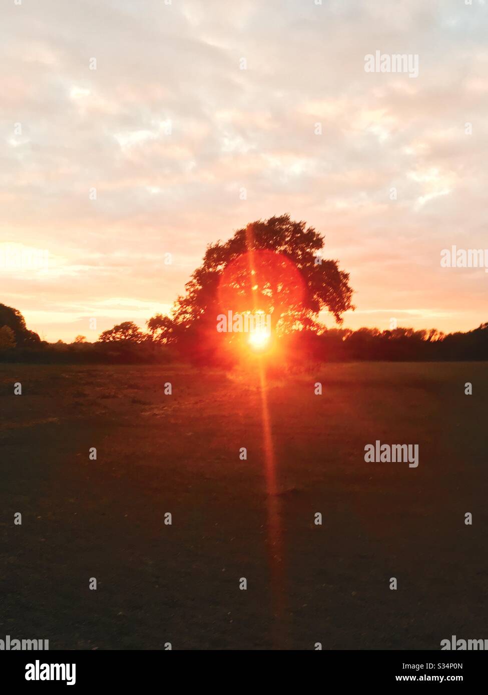 Sunset oak tree hi-res stock photography and images - Alamy