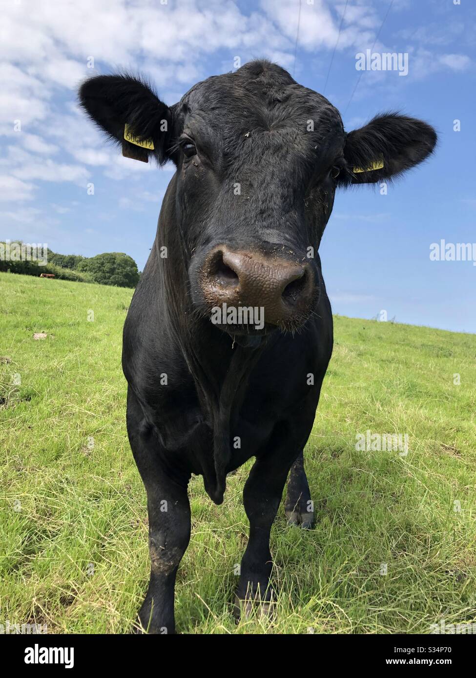 Dairy bull hi-res stock photography and images - Alamy