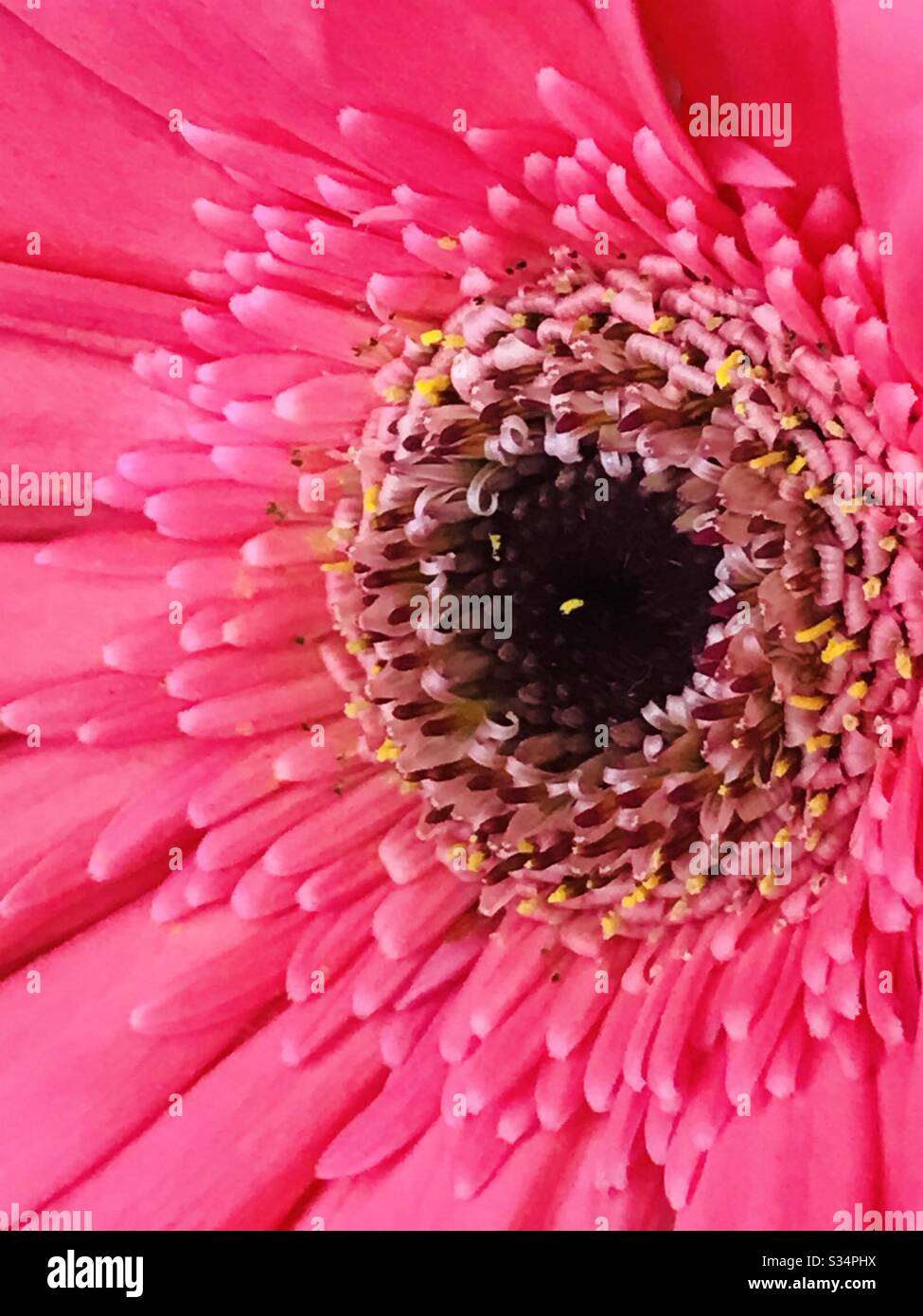 Daisy flower arrangements hi-res stock photography and images - Alamy