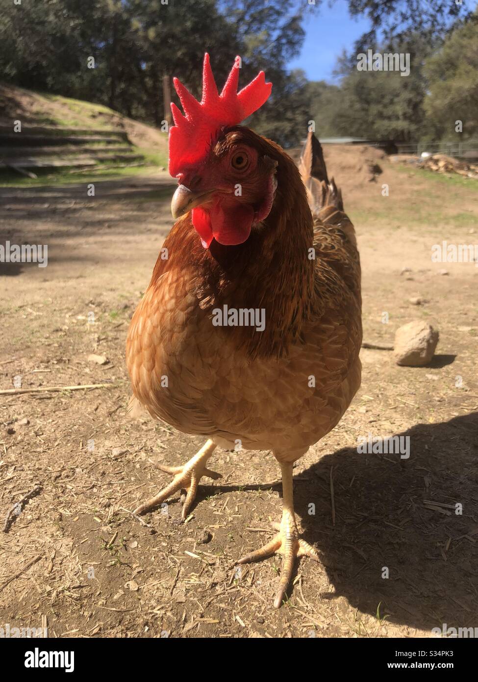 A chicken staring intently at the camera on a farm Stock Photo - Alamy