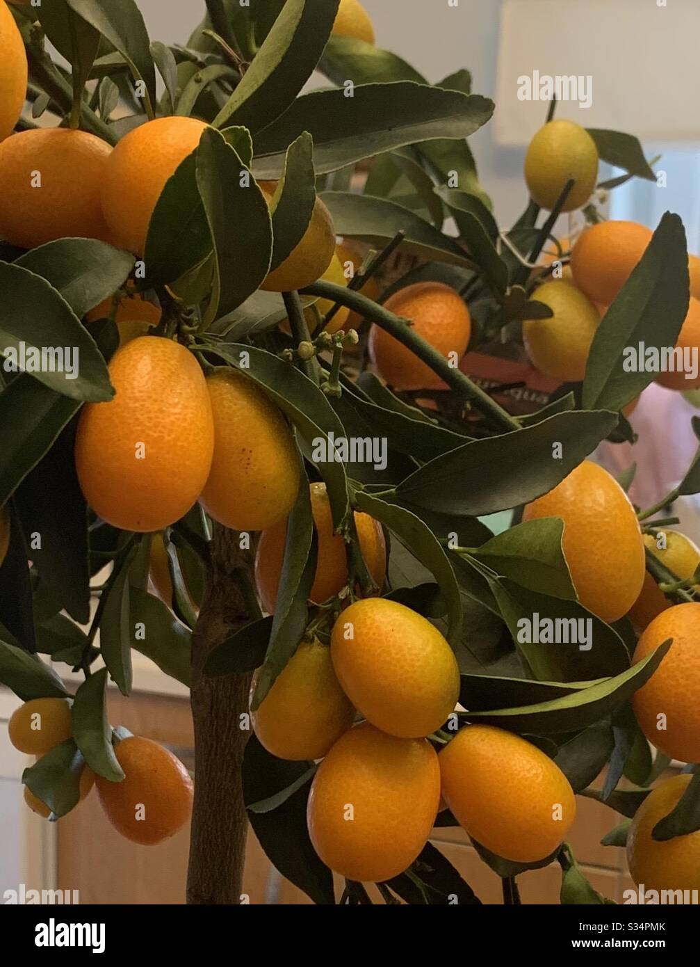 Kumquat tree hi-res stock photography and images - Alamy