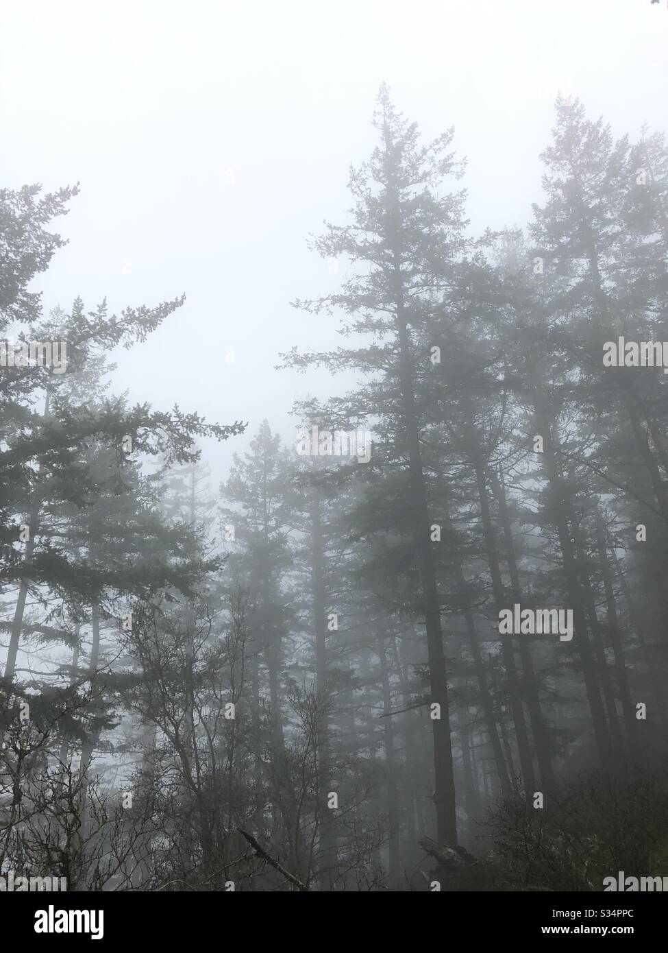 Trees fog hi-res stock photography and images - Alamy