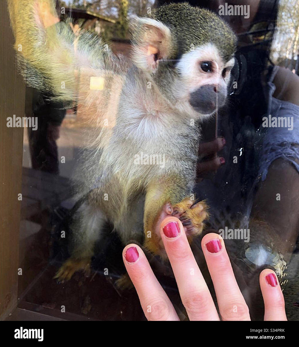 Monkeying around hi-res stock photography and images - Alamy