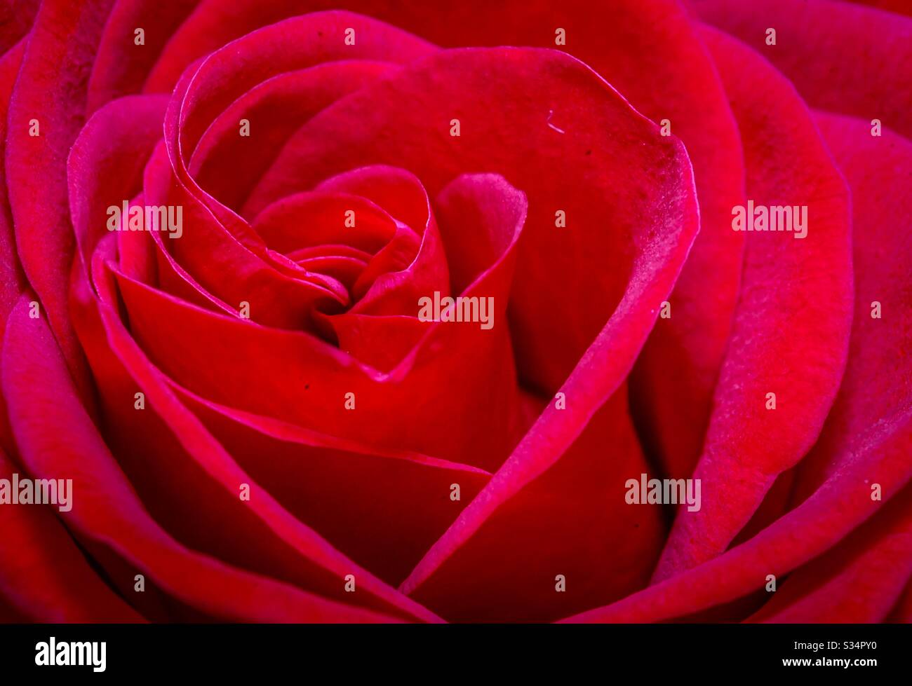 Flora heart hi-res stock photography and images - Alamy