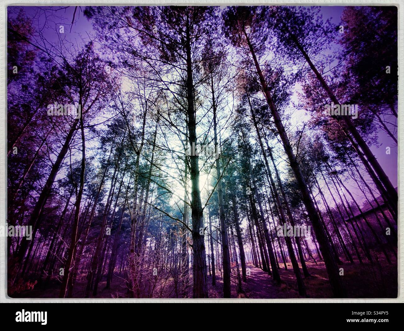 Tall pine trees in rural dense forest. Natural treescape scene in ...