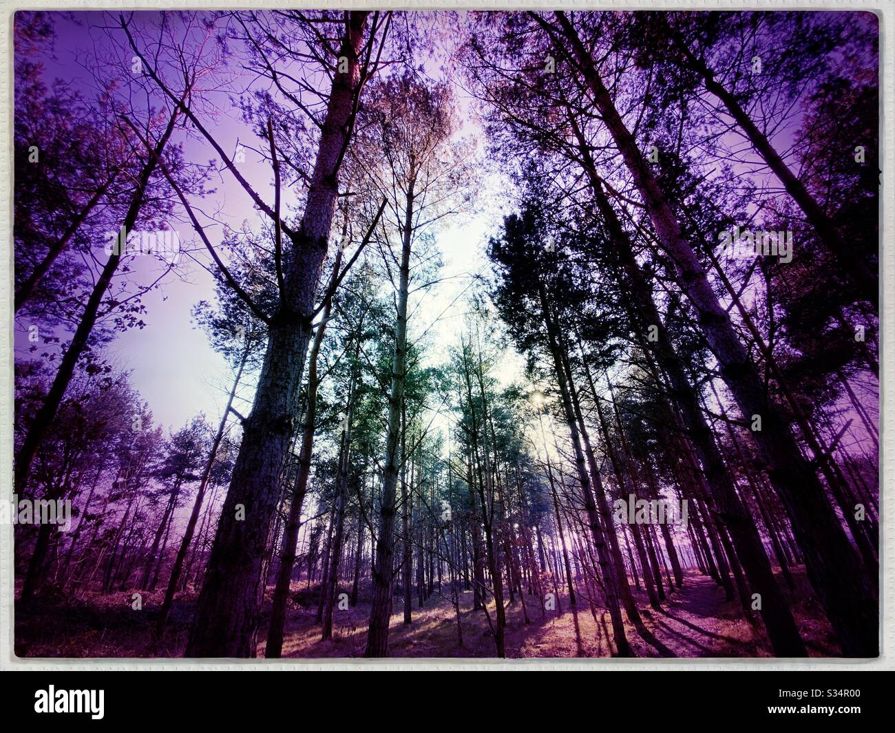 Tall pine trees in rural dense forest. Natural treescape scene in ...