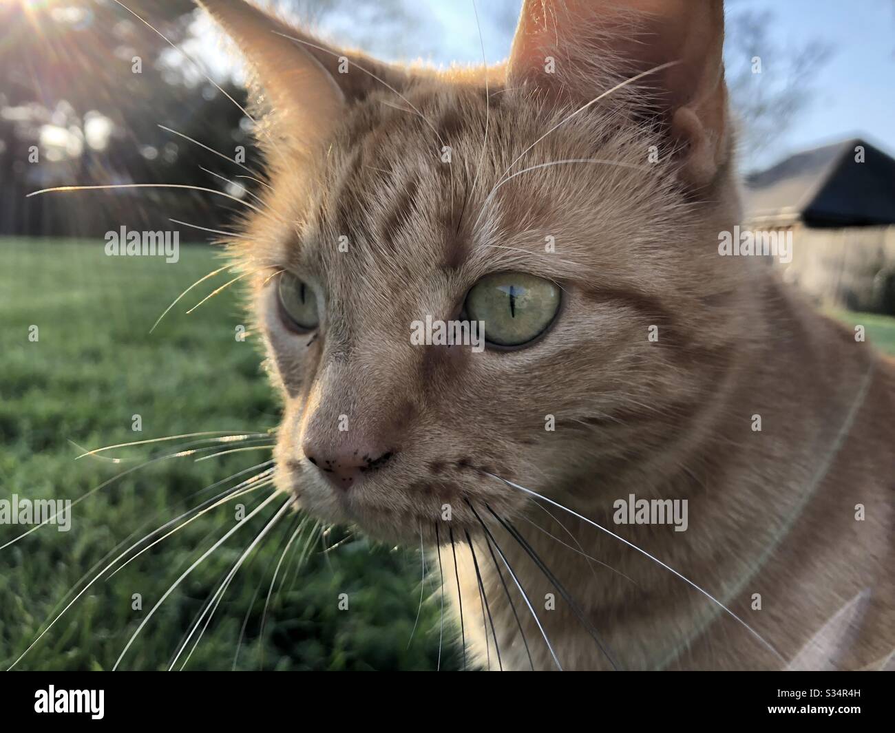 Ginger female cat hi-res stock photography and images - Alamy