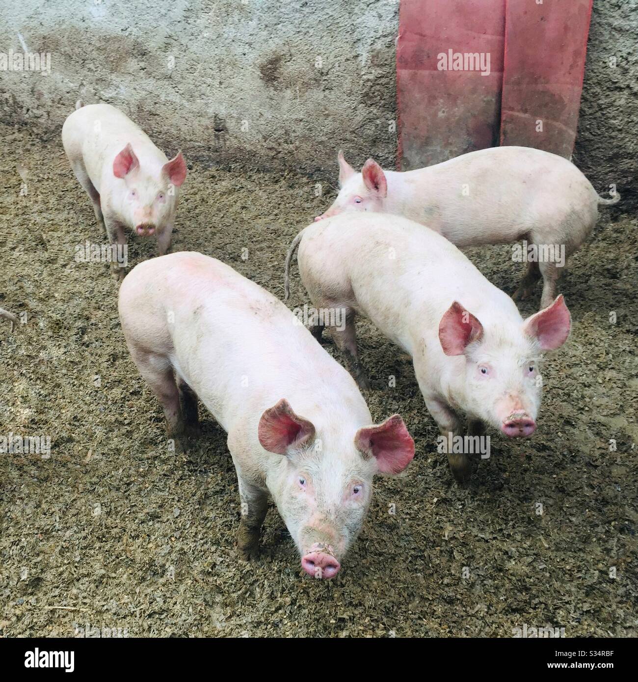 Pig pigsty hi-res stock photography and images - Alamy