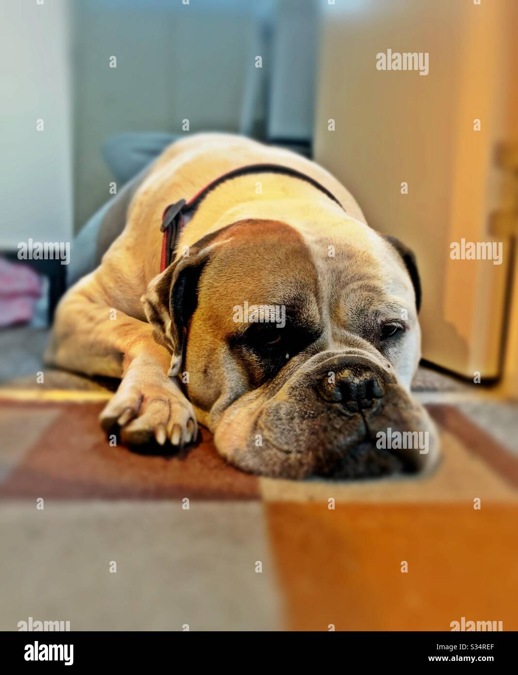 Sulking dog hi-res stock photography and images - Alamy