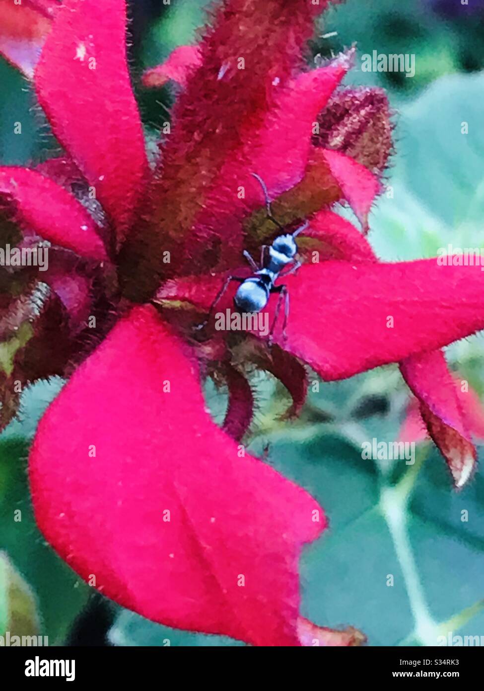 A rare find of a red plant with a crawling blue ant. Nature’s splendor ...
