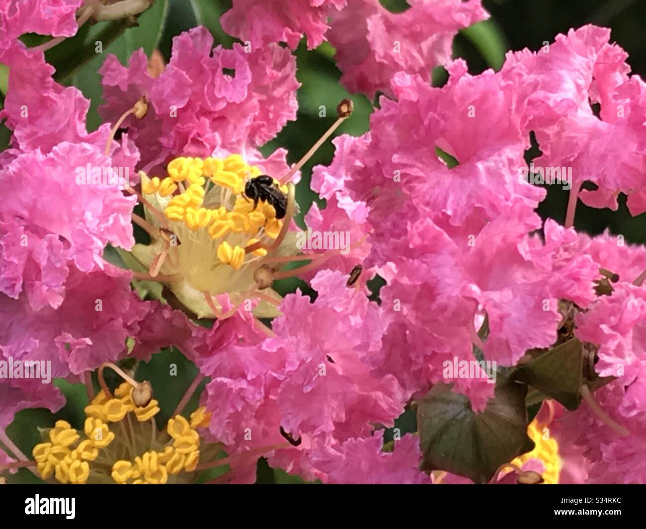 Captivated by the sight of a happy bee hopping from one bloom to ...
