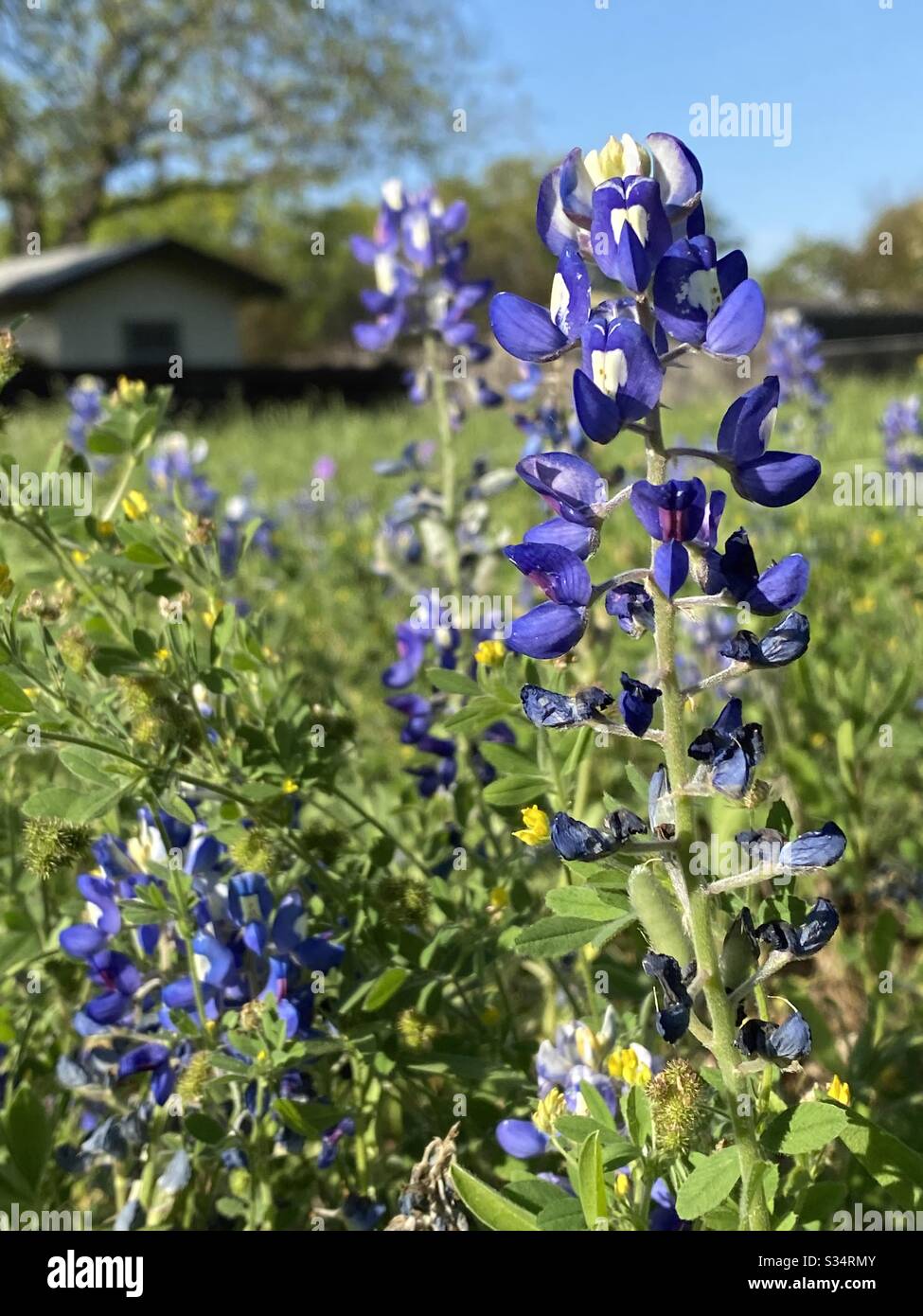 Blue bonnets texas hi-res stock photography and images - Alamy
