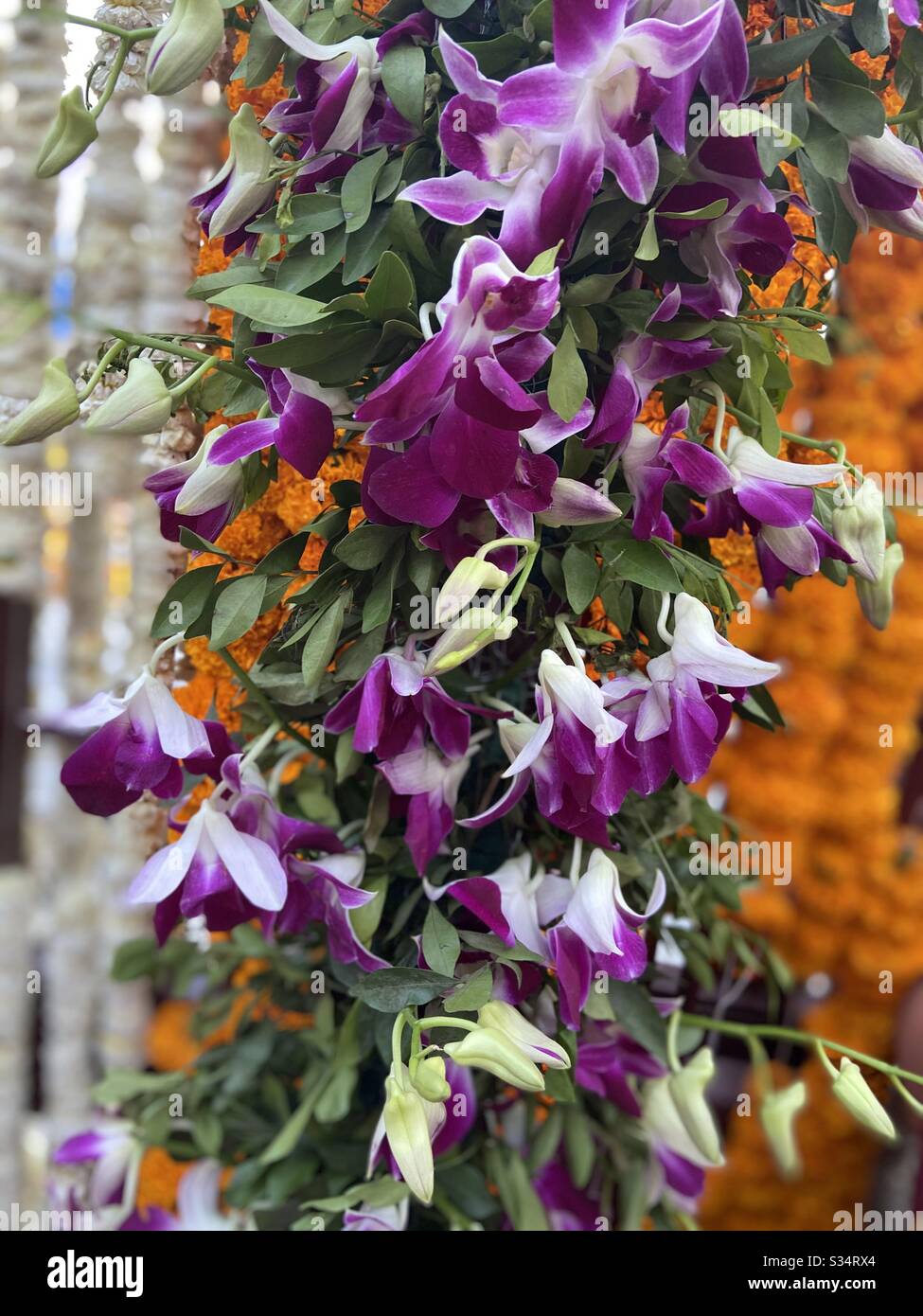 Flowers of india hi-res stock photography and images - Alamy