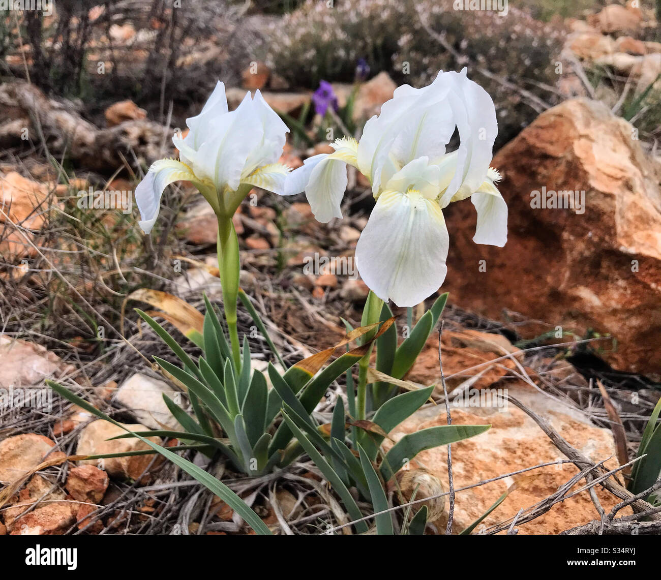 Wild white iris flower hi-res stock photography and images - Alamy