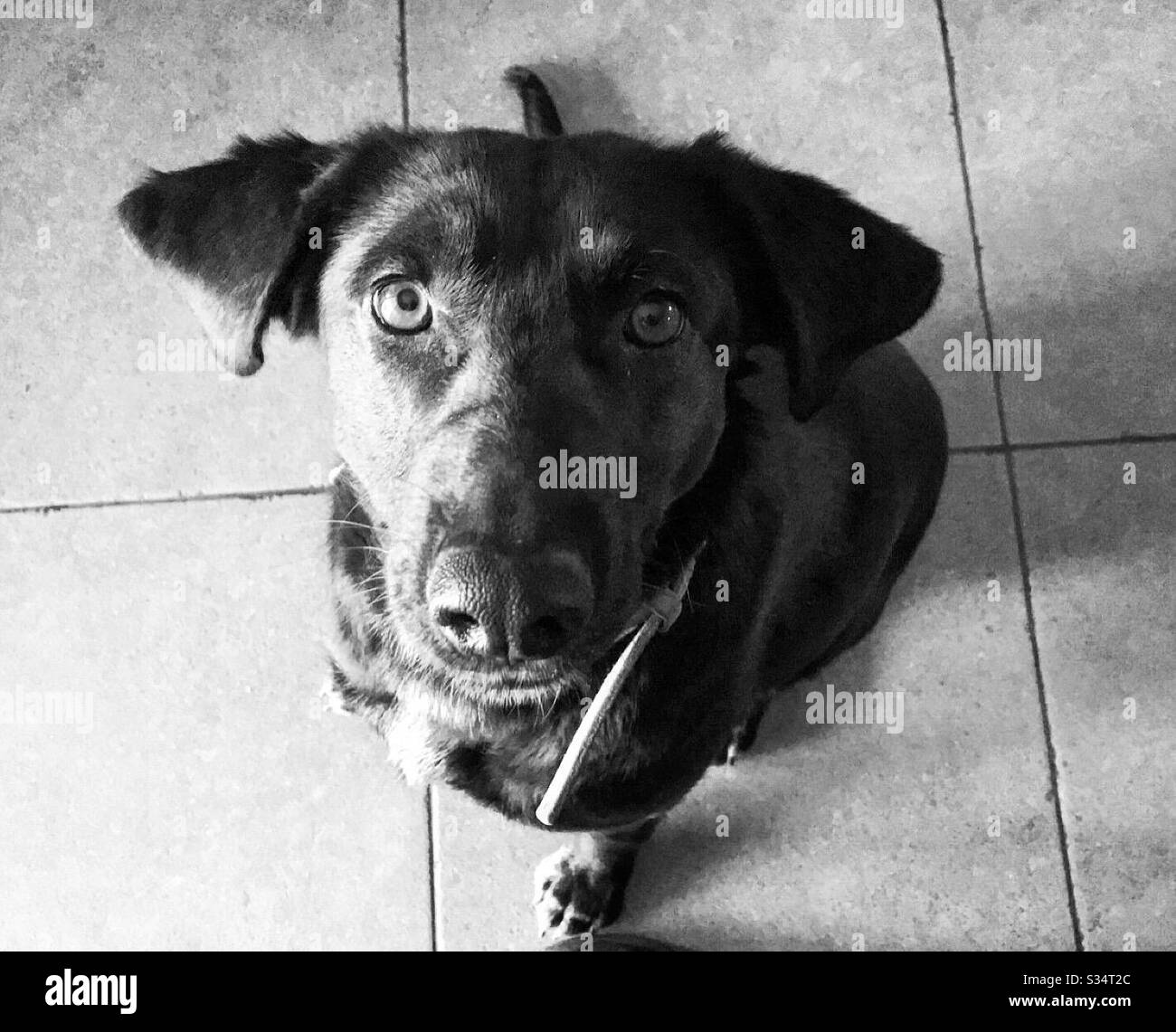 Dobby Black and White Stock Photos & Images - Alamy