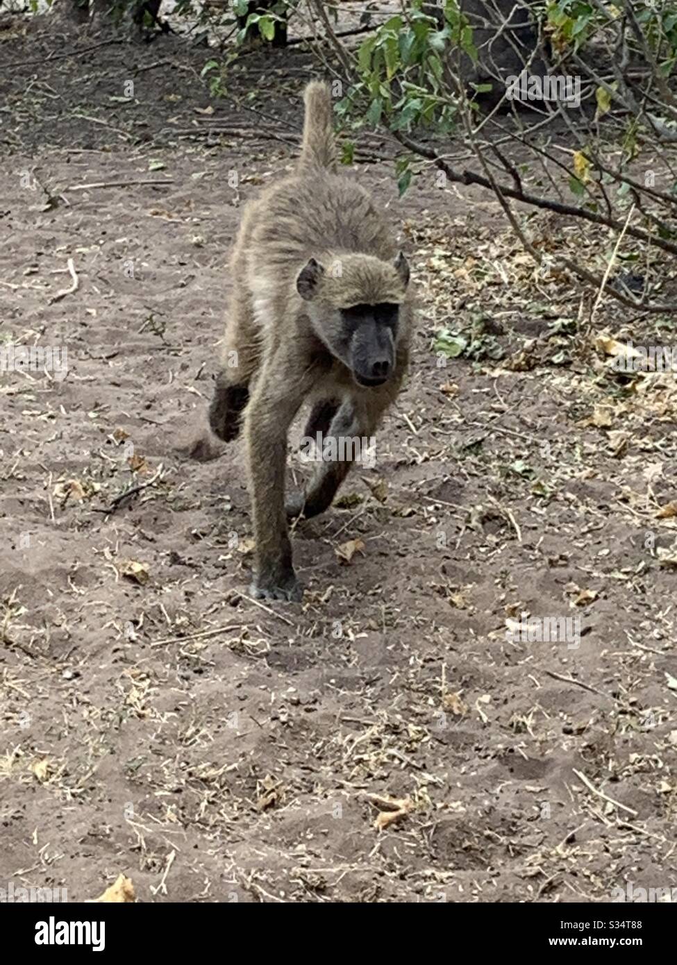 Monkey Running High Resolution Stock Photography and Images - Alamy