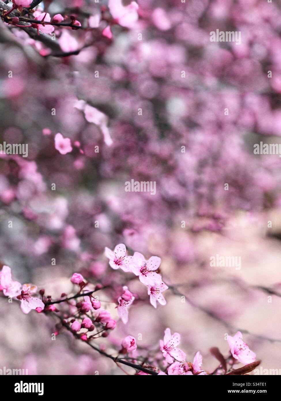 Spring is here Stock Photo - Alamy